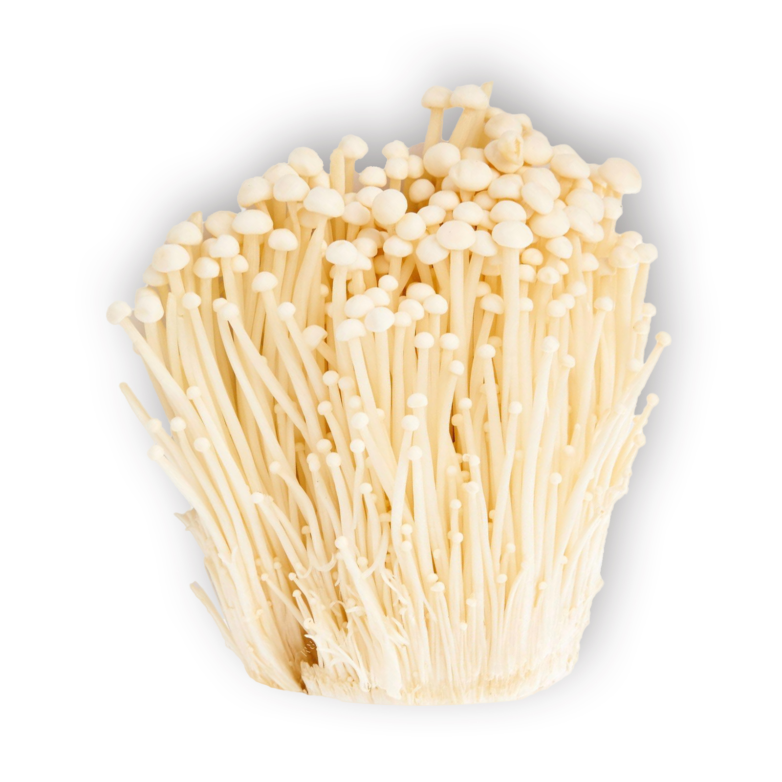 Enoki (Flammulina Velutipes) - Setas y Hongos del Sur