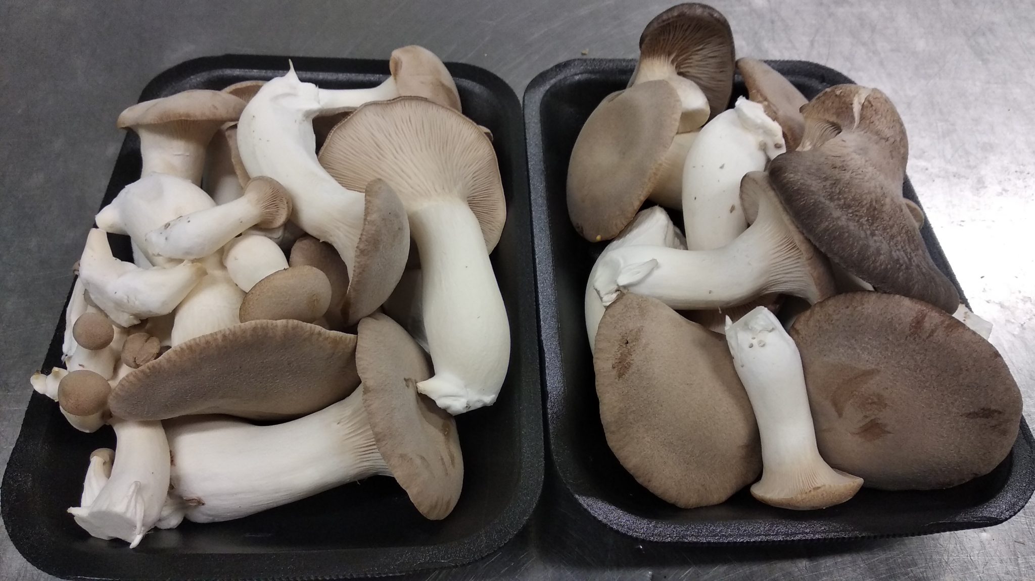 Seta de Cardo (Pleurotus Eryngii) - Setas y Hongos del Sur