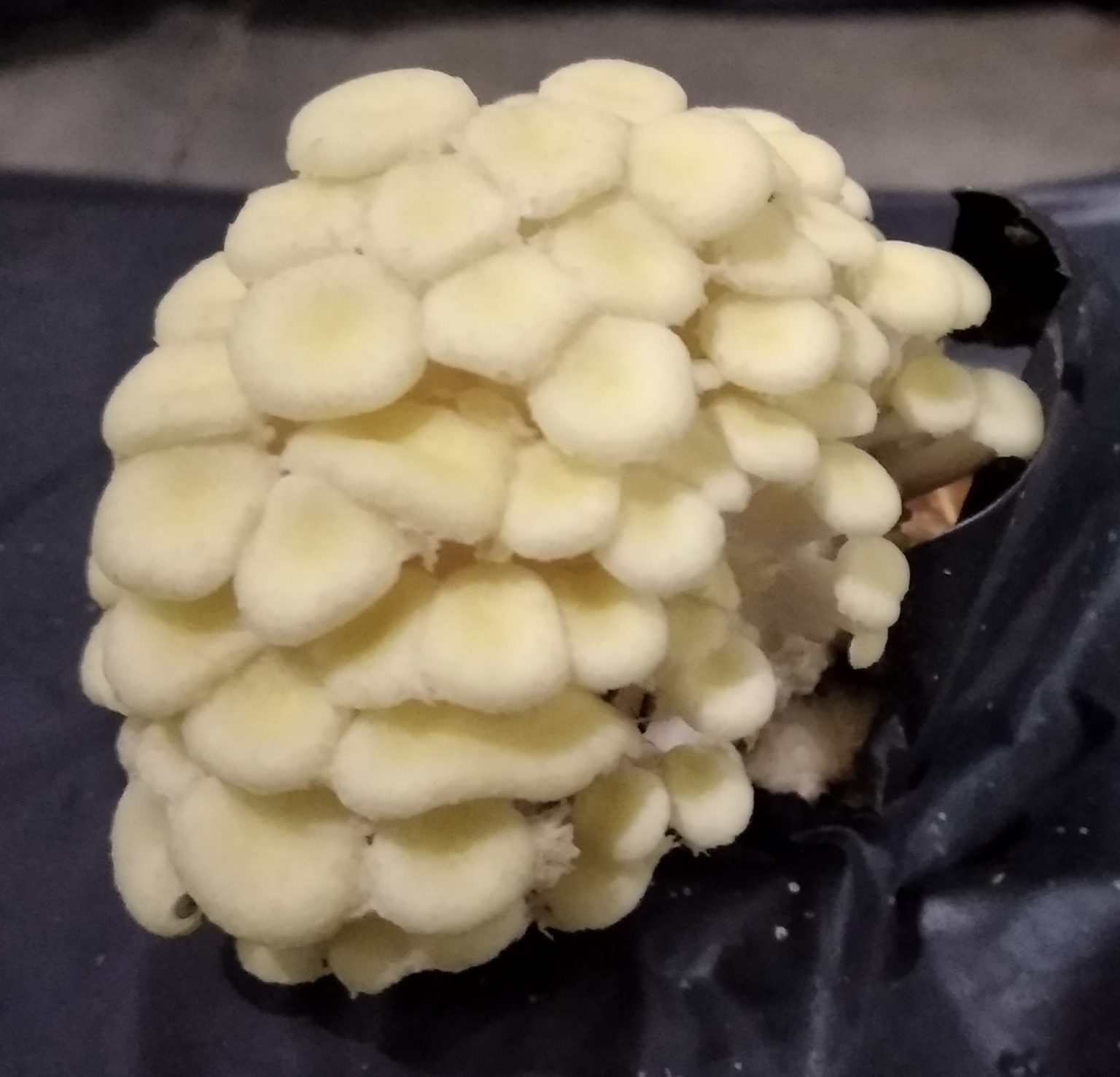 Seta de Ostra Amarilla (Pleurotus Citrinopileatus) - Setas y Hongos del Sur