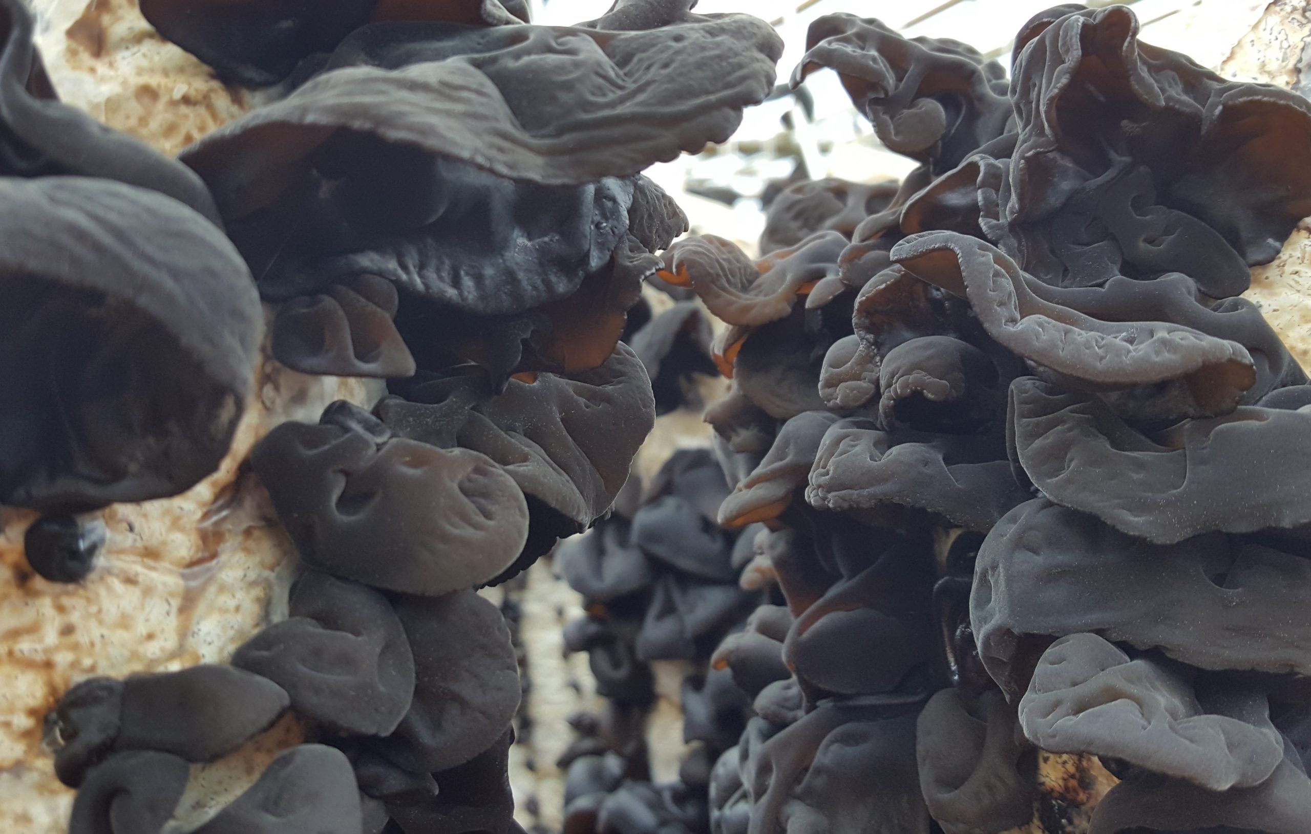 Oreja de Judas (Auricularia Auricula-Judae) - Setas y Hongos del Sur