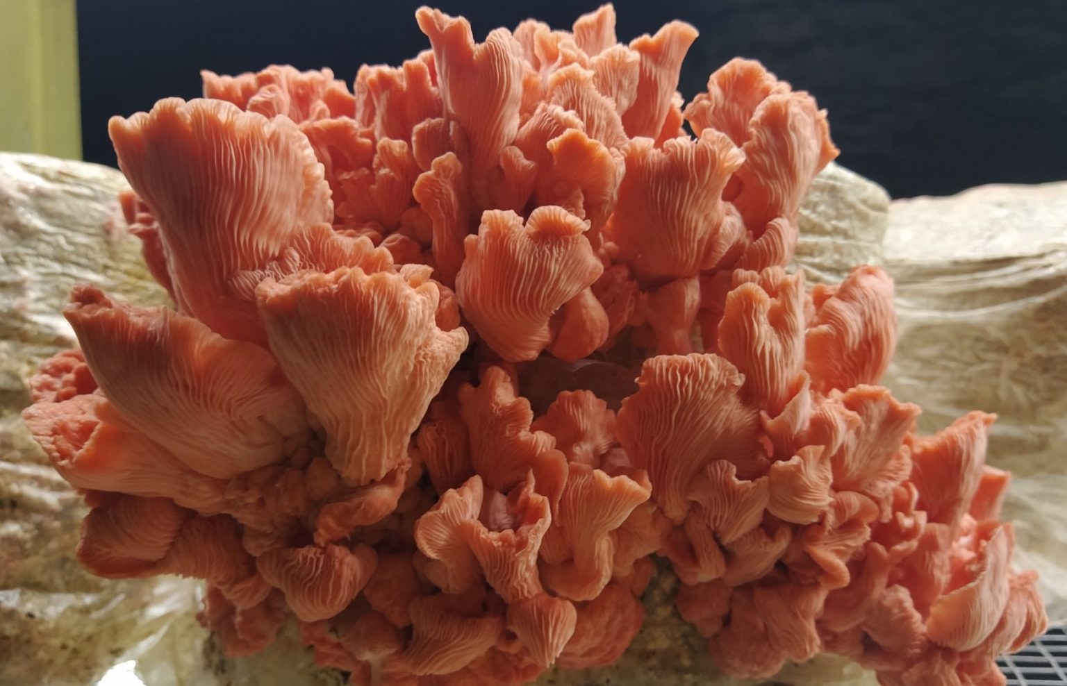 Problemas y preguntas frecuentes - Setas y Hongos del Sur